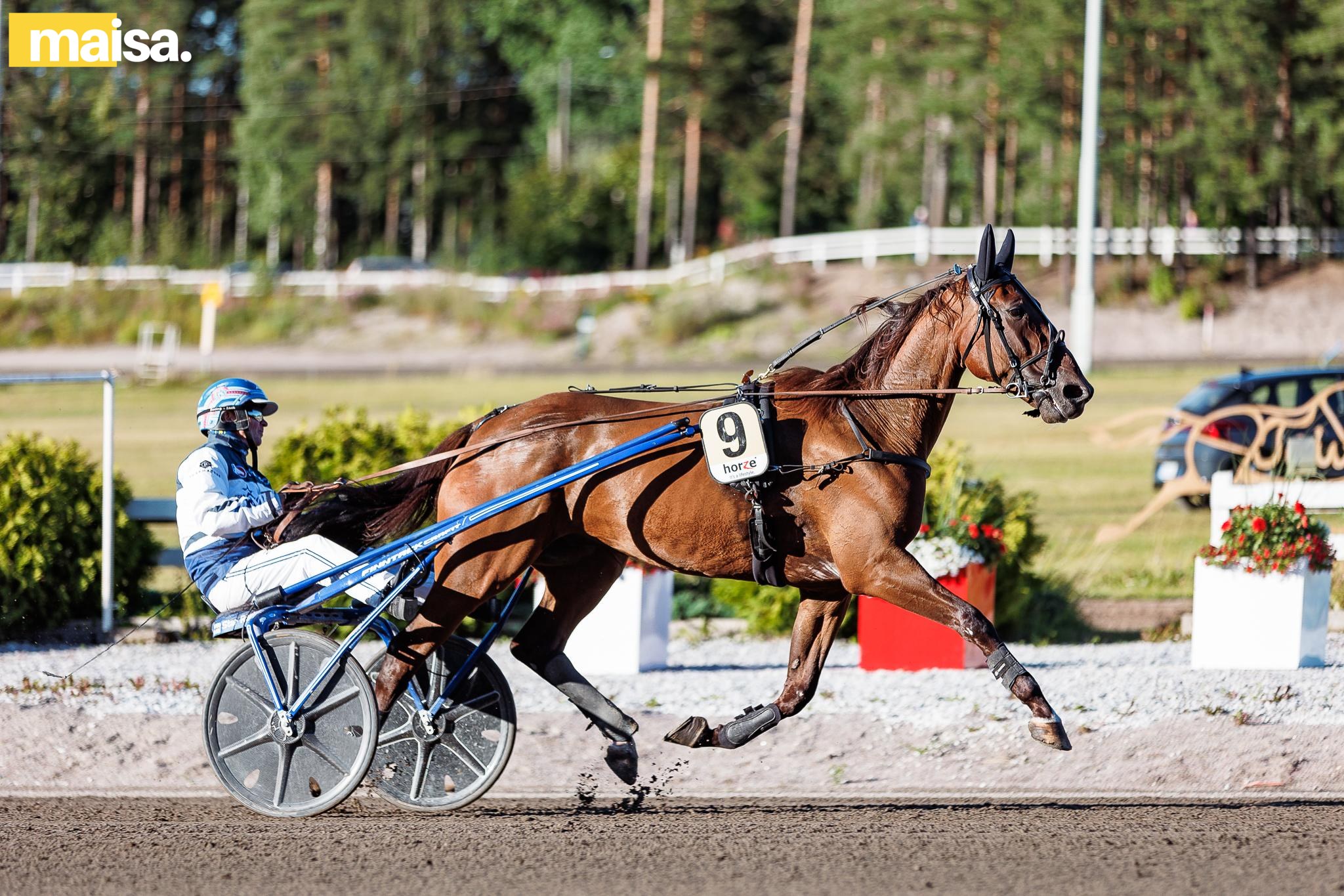 Pohjantähti Lämminveristen Suurmestaruusajon finalistit – SHKL